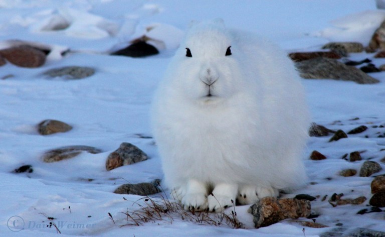 Greenlandic Rabbit Invasion! – Beyond the Backyard