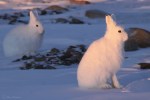 Greenlandic Rabbit Invasion! – Beyond the Backyard
