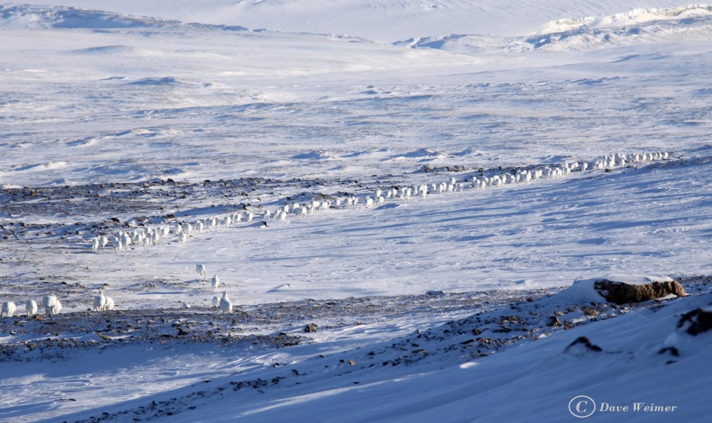 Greenlandic Rabbit Invasion! – Beyond the Backyard