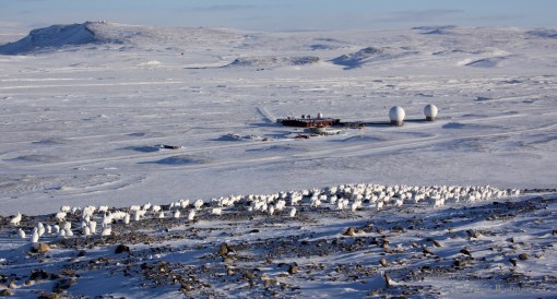 Greenlandic Rabbit Invasion! – Beyond the Backyard