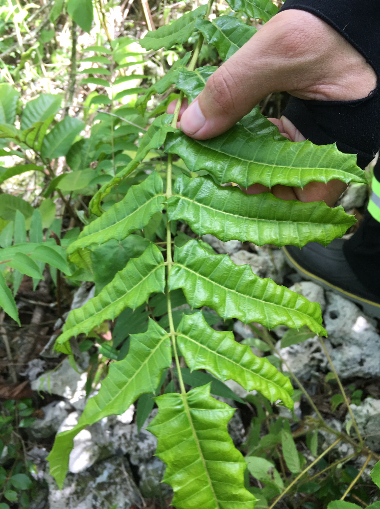 The Poisonous Plants of Puerto Rico – Beyond the Backyard