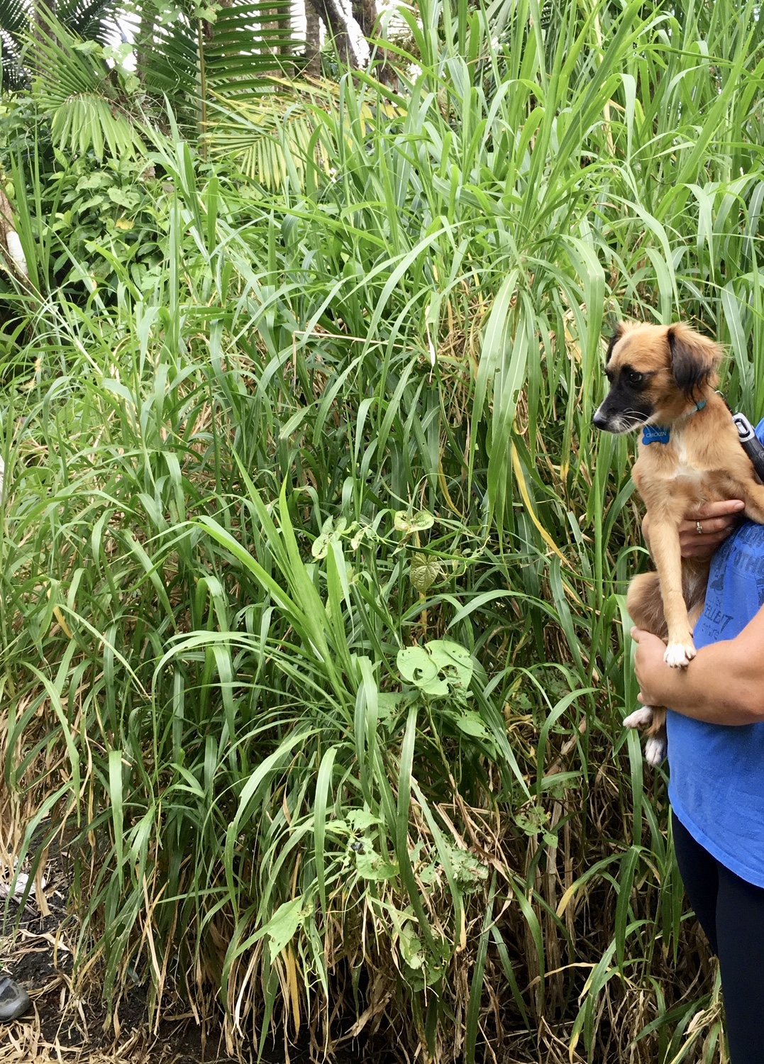 The Poisonous Plants of Puerto Rico – Beyond the Backyard
