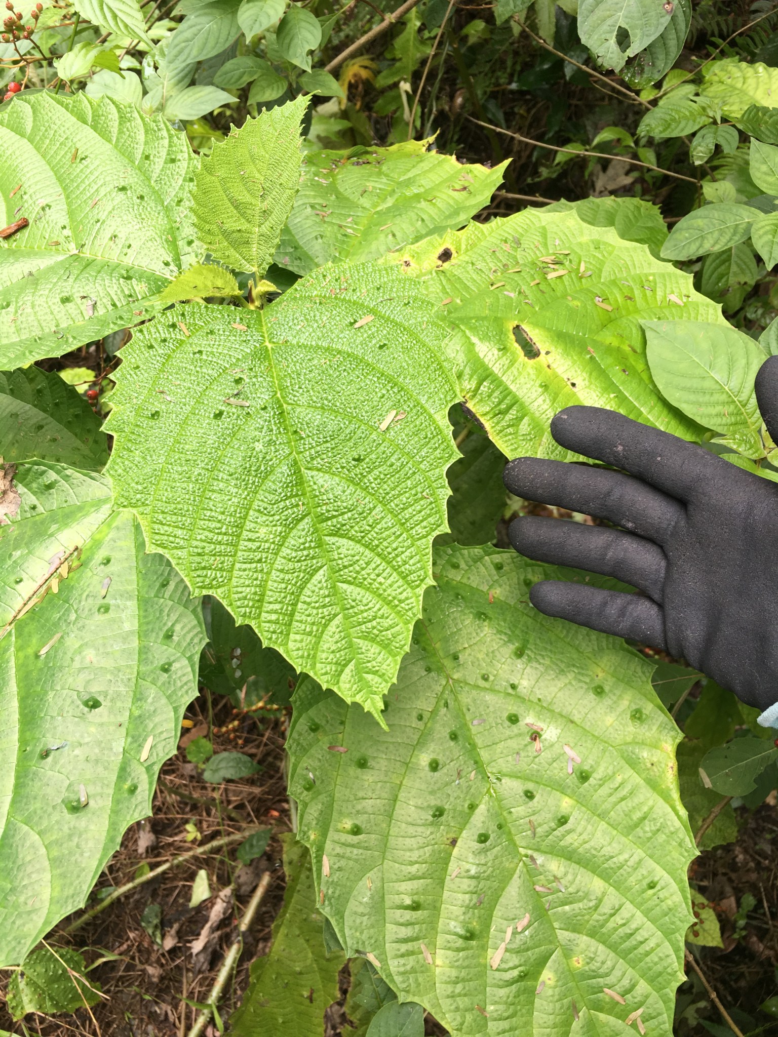 The Poisonous Plants of Puerto Rico – Beyond the Backyard