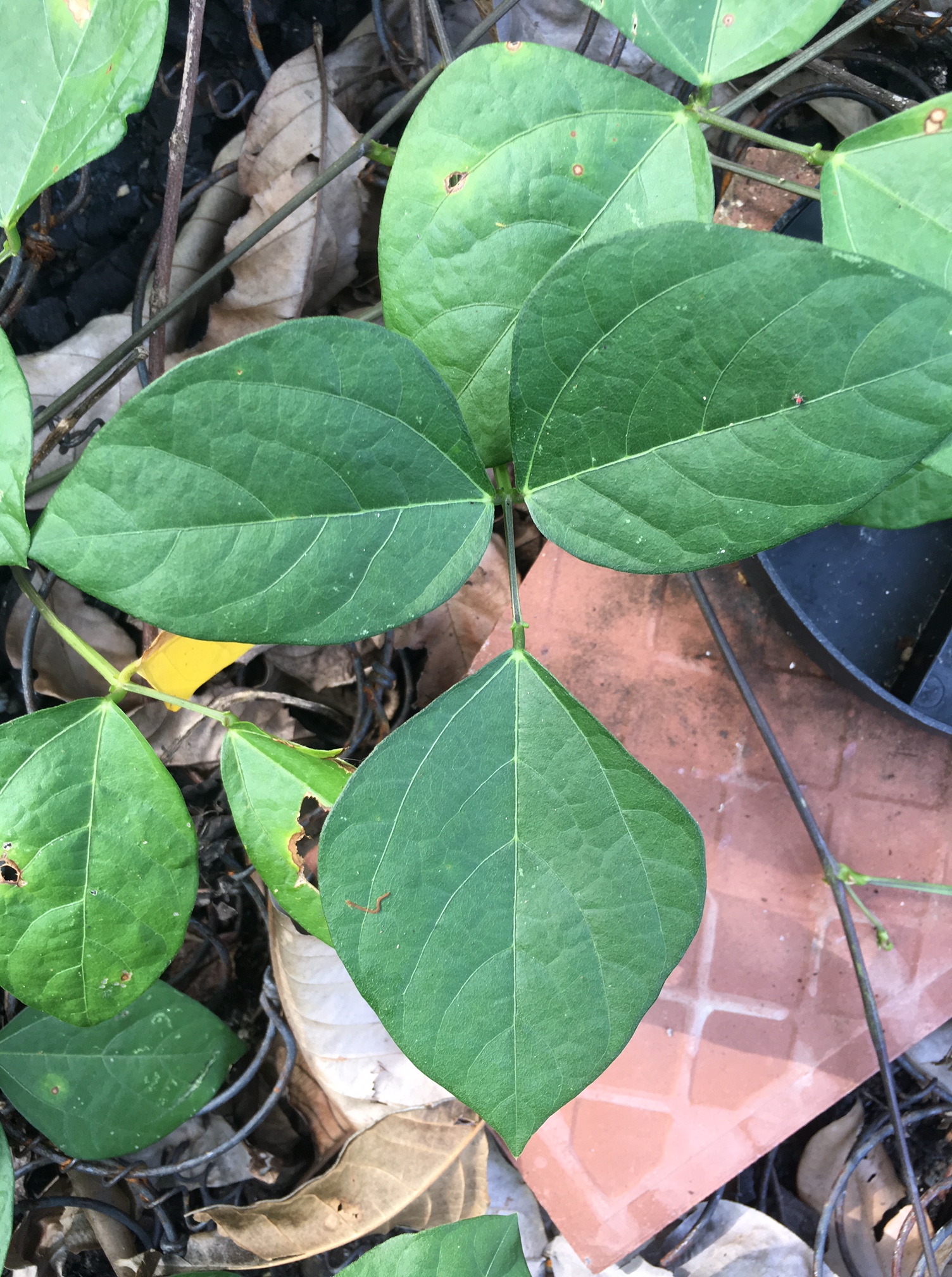 The Poisonous Plants of Puerto Rico – Beyond the Backyard